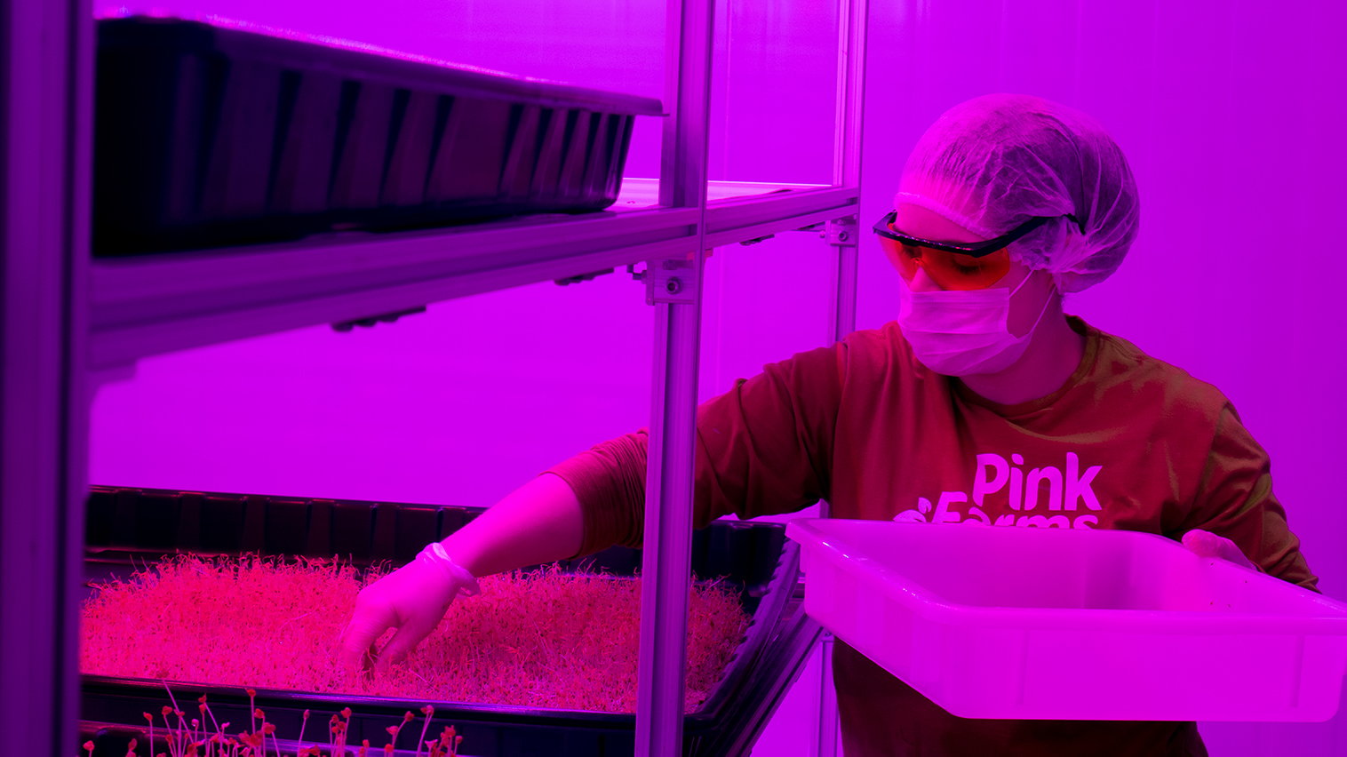 Visitamos a Pink Farms, primeira fazenda urbana em São Paulo - StartAgro